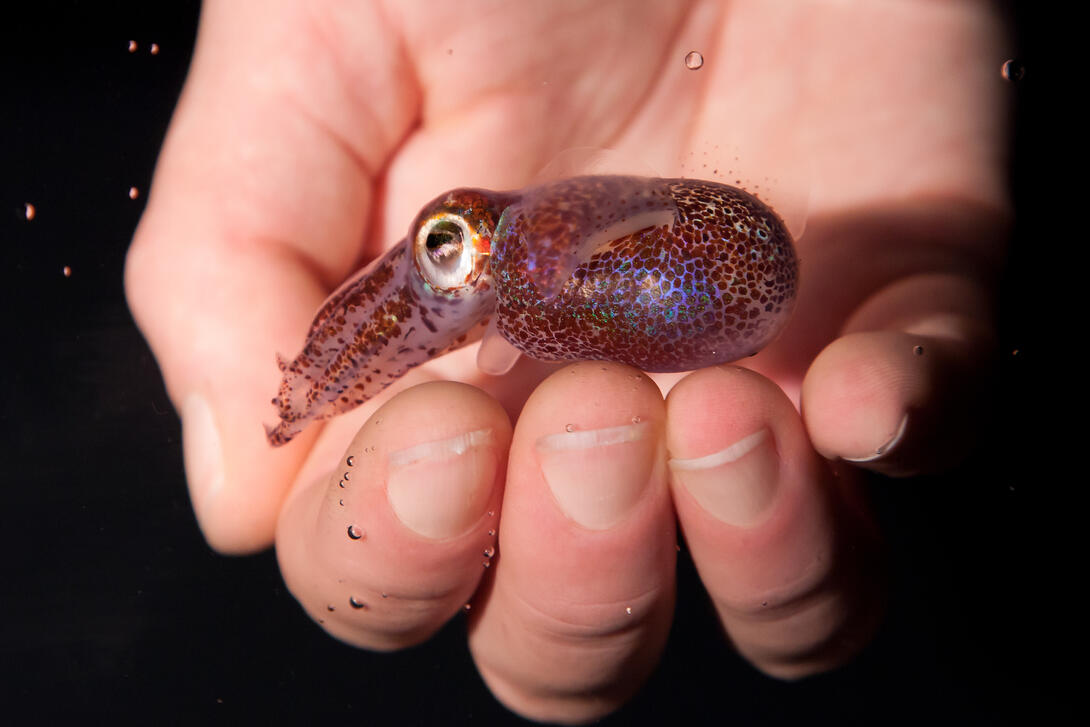 Hawaiian bobtail squid | National Institute of General Medical Sciences